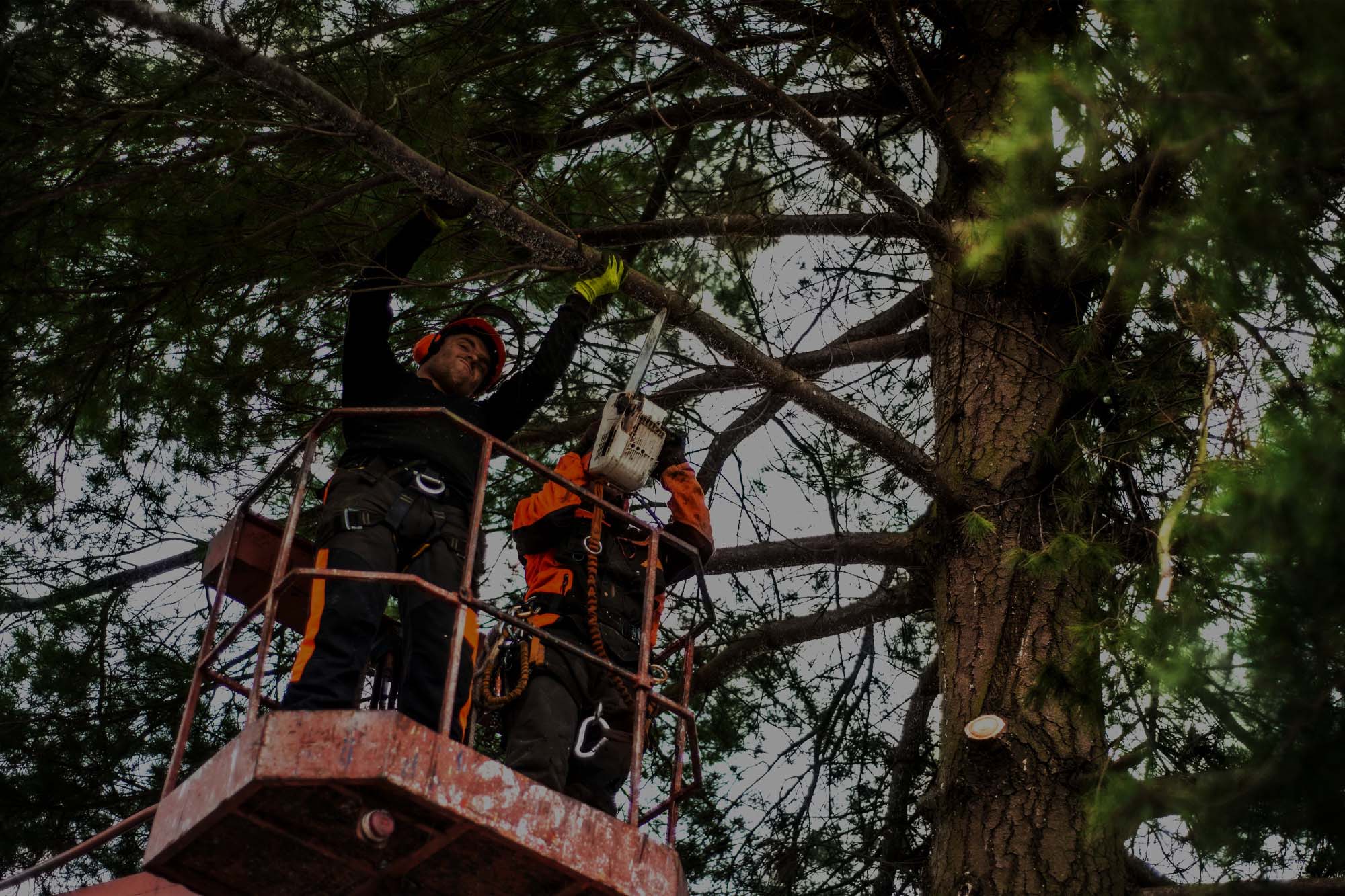 Tree Services in Buffalo NY - Branch Specialists