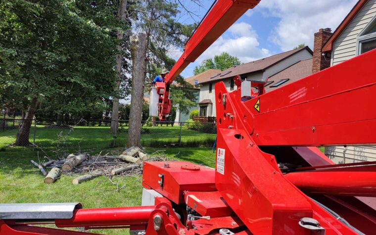 Tree Services in Buffalo NY - Branch Specialists